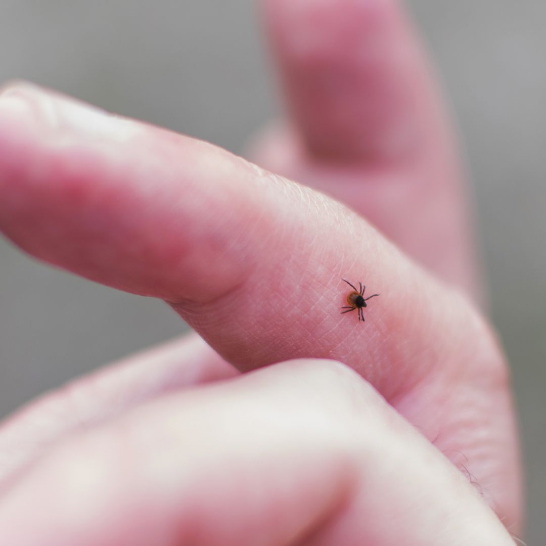 Lymská borelióza | medicalmediumfamily.cz